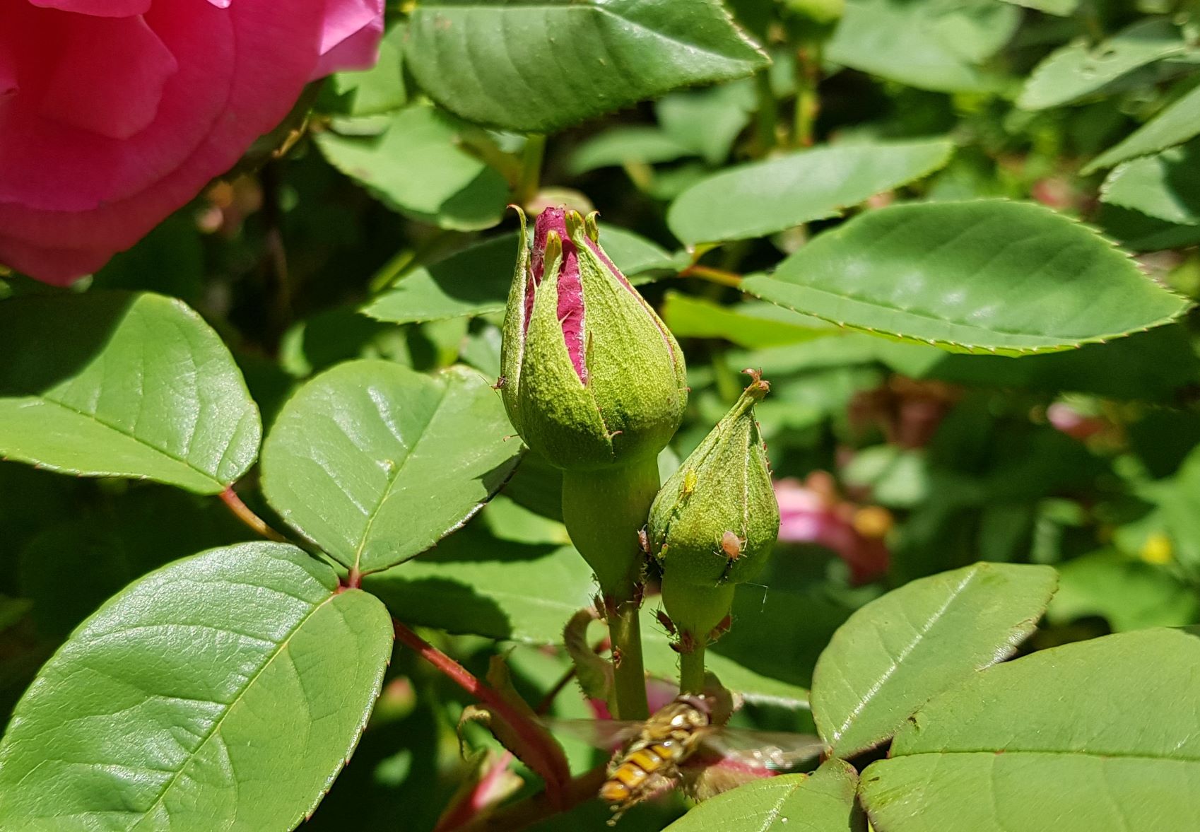 ¡Capullos! | La Rama de Oro